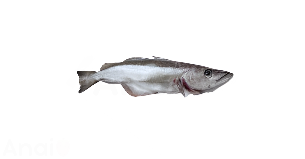 Catfish Nutrition Facts, Calories and Top 12 Health Benefits